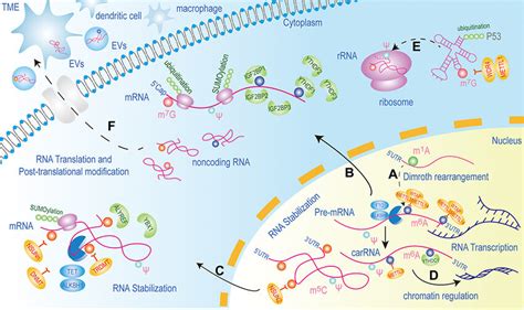 Rna Modifications In Tumor Cells Interact With Each Other To Maintain