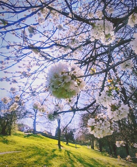 Premium Photo Cherry Tree Growing In Park