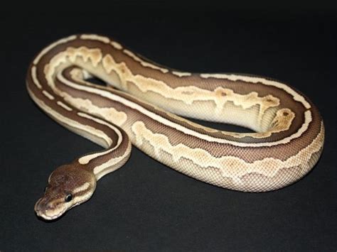 Cajun Lithium Ball Python Morph List