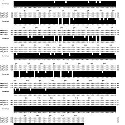 DNA Based Watermarks Using The DNA Crypt Algorithm