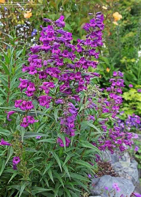 Plantfiles Pictures Penstemon Beard Tongue Beardtongue Pride Of The