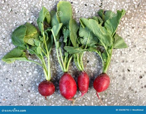 Small Red Radish European Radish Stock Image Image Of Sativus Radish 35698793