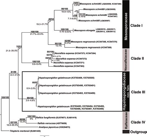 cox 1 consensus tree with maximum likelihood bayesian inference ml bi