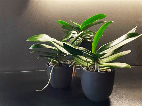 Ama No В нашата работа много често се налага да използваме само цветовете на тези прекрасни