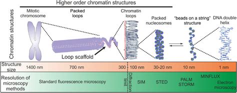 Size Of Structures At Different Chromatin Organization Levels In