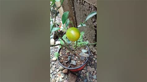 Lemonsito Buhayprobinsya Youtube