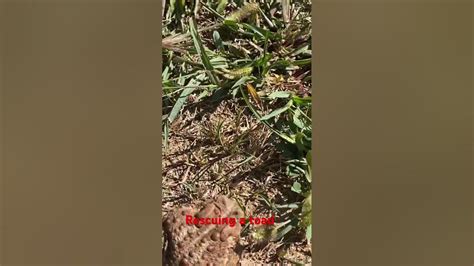 Rescuing A Toad Dayhikingandherpingdudes Youtube