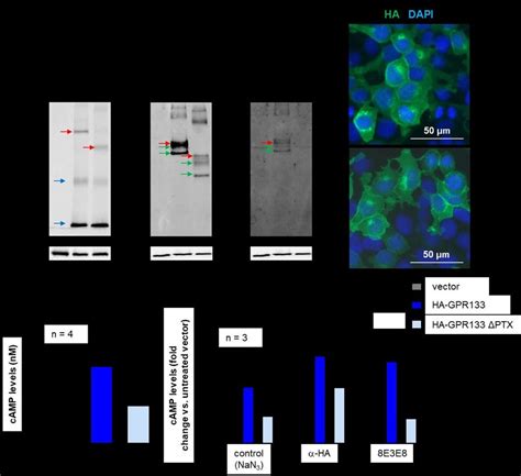 specific binding of the antibody to the gpr133 ptx domain activates the