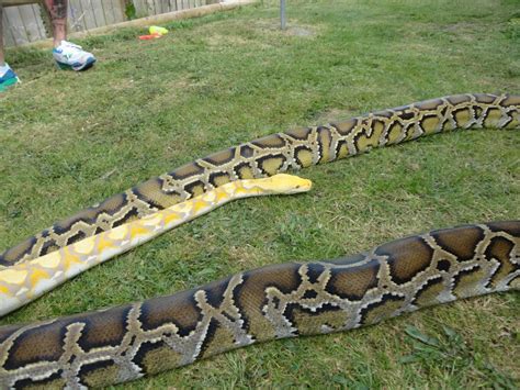 Sw England Male Purple Reticulated Python Bargain Reptile Forums