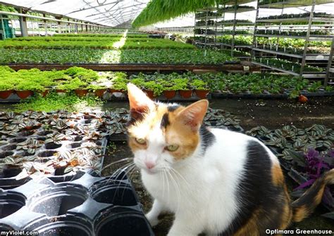 The Guardian Of The Greenhouse