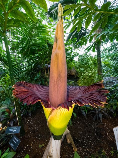 400000 Free Corpse Flower Amorphophallus Titanum And Flower Images