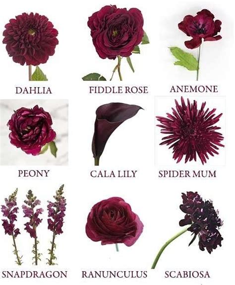 The Best Burgundy Flowers For Spring Flower Garden Ideas