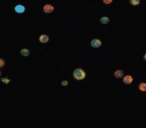Monitor Mitochondrial Membrane Potential In Cancer Cell Lines With A Dual Emission Fluorescent