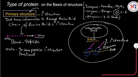 Proteins: Structure, Types, and Functions