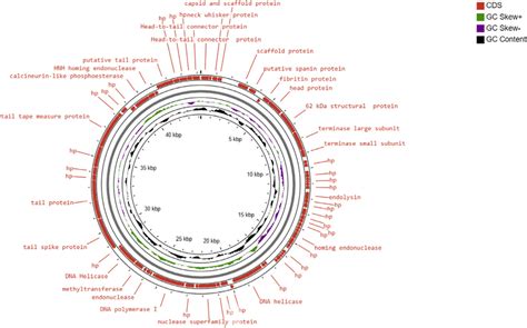 Circular Genome View Of Phage Ntec3 Constructed Using Cgview
