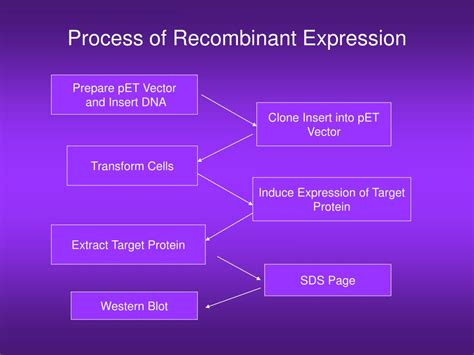 Ppt Recombinant Expression Of Pdi In E Coli Powerpoint Presentation