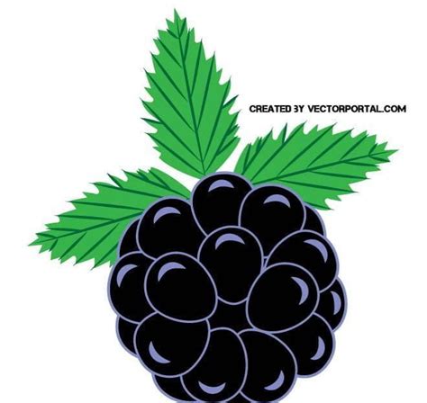 블랙 베리 클립 아트 벡터 Eps Ai Uidownload