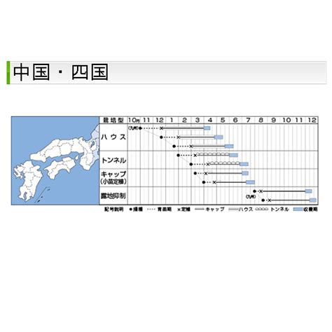 カボチャ・グラッセ 種・苗・ガーデニング用品の【タキイネット通販】
