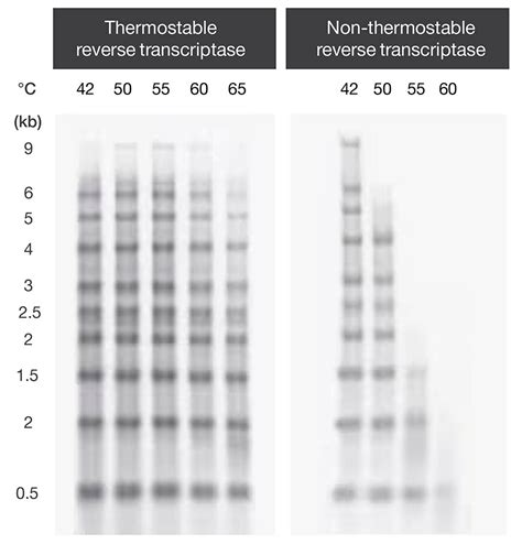 Reverse Transcription Reaction Setup Thermo Fisher Scientific Ar