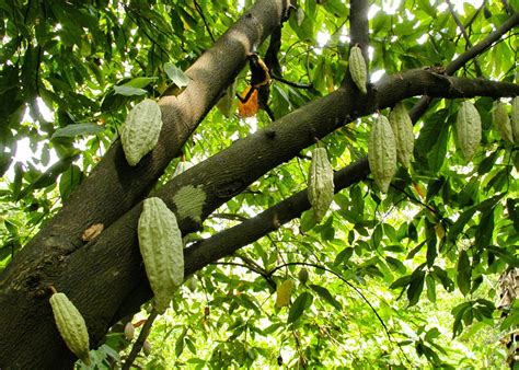 Pest Attack Cocoa Ageing Trees In Africa Agrocentric Agrocentric