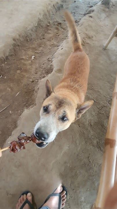 มอมจะกินตับไก่ย่าง แมง ผีเสื้อ ตระกูลแมงฟิล์ม บัตเตอร์ฟลายฟิล์ม แมงกาบี้ Youtube