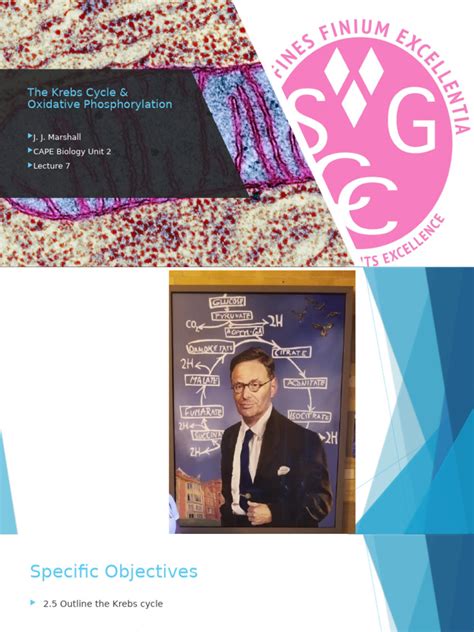 The Krebs Cycle And Oxidative Phosphorylation Pdf