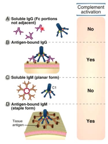 Lecture 6 Complement Flashcards Quizlet