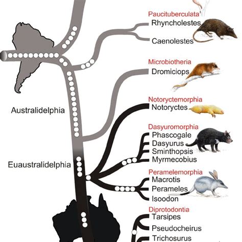 Phylogenetic Tree Of Marsupials Derived From Retroposon Data The Tree