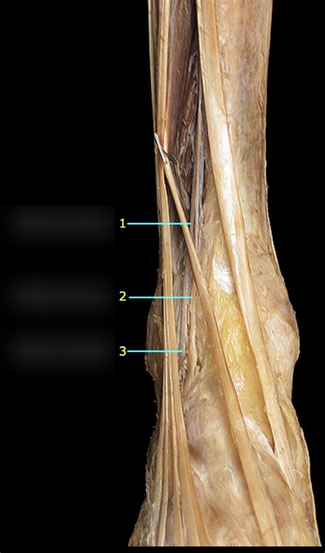 Anterior Tibial Artery Diagram Quizlet