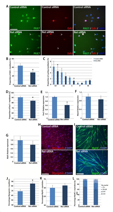 Knockdown Of Ret Enhances Myogenic Differentiation Of Satellite Cells Download Scientific
