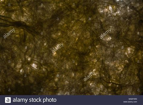 Beautiful Patterns Revealed Tissue Paper Under Microscope