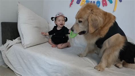같은날 태어난 리트리버와 아기의 생일파티 Youtube