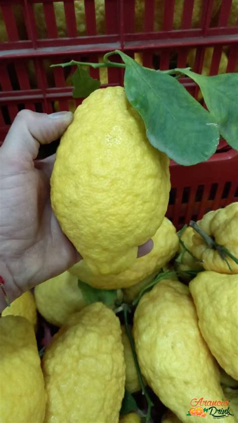 Cedri Siciliani Buccia Edibile Vendita Online Aranciadrink