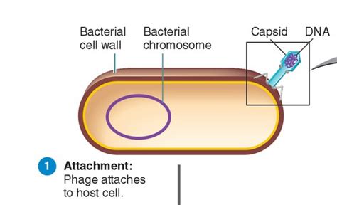 Viral Replication And Prions Exam 2 Flashcards Quizlet
