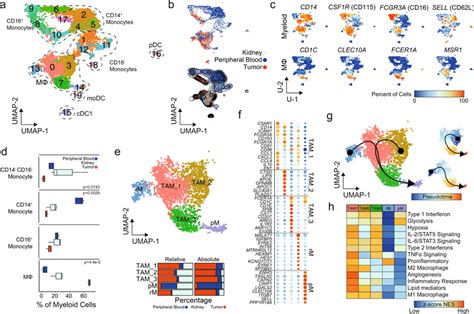 Single Cell Myeloid Characterization In Ccrcc A Umap Subclustering Of