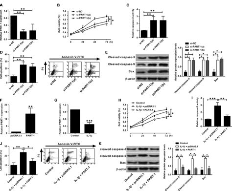 Effects Of Part‐1 On The Cell Viability And Apoptosis Of Chondrocytes Download Scientific