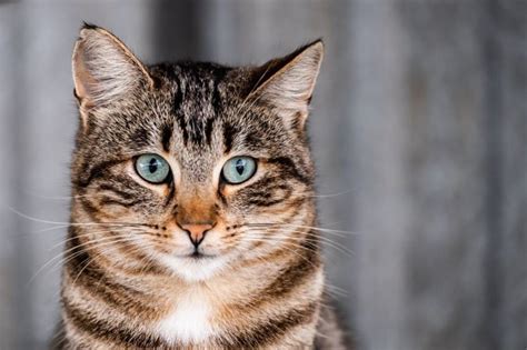 Mackerel Tabby Cat Facts Cats Com