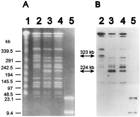 A Pfge Profile Of Noti Digested Dna Of Shigella Strains Lane 1 A