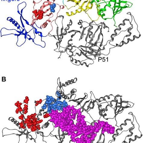 Structure Of Hiv 1 Rt Location Of Drug Resistant Mutations And The Download Scientific
