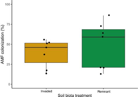 arbuscular mycorrhizal fungi amf colonization in zea mays roots in