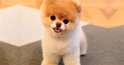 Is Boo Just A Pomeranian With A Haircut Met Dog And Pomeranians