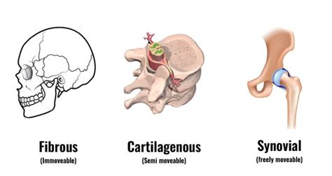 Types Of Synovial Joints Table