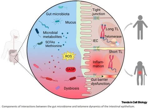 Telomere Dynamics As Mediators Of Gut Microbiota Host Interactions Sciencemission