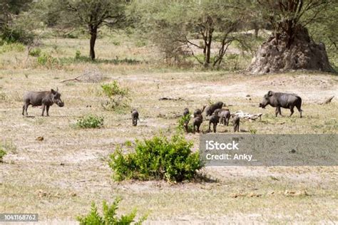 The Common Warthog Found In Grassland Savanna And Woodland In Tarangire