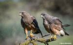 15 Fun Facts About Hawks From Eyesight To Different Names