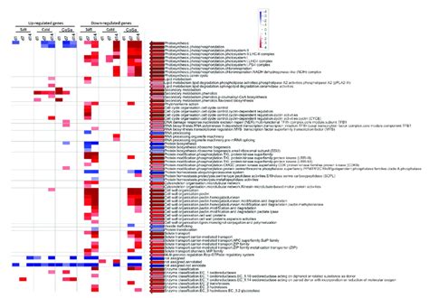Overrepresentation Analysis Ora Performed For Up Or Down Regulated