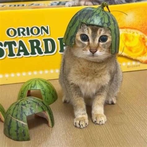 Create Meme Cat With Watermelon A Cat In A Watermelon Helmet A Cat