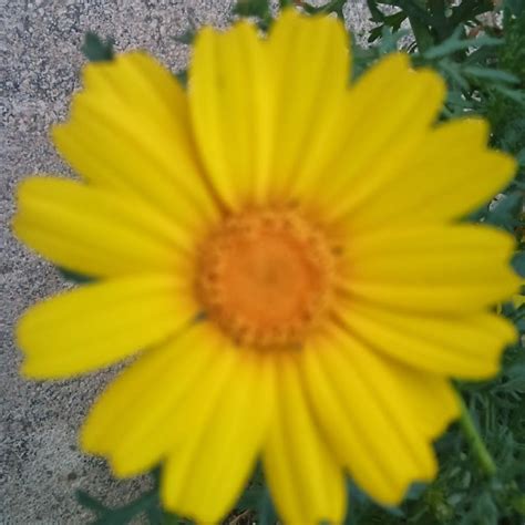 ΕΙΡΗΝΗ ΤΣΑΜΗ Youtube