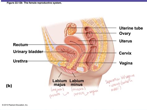 Female Reproductive System (Sagittal) Diagram | Quizlet