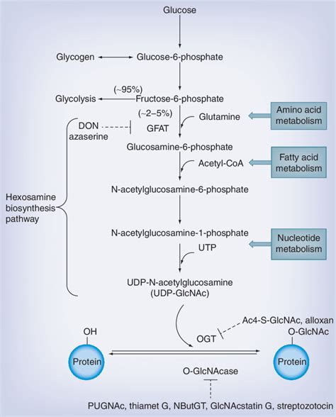 The Hexosamine Biosynthesis Pathway And Protein O GlcNAcylation See